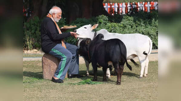 Punganur Cow: The world’s smallest and cutest cattle breed from India