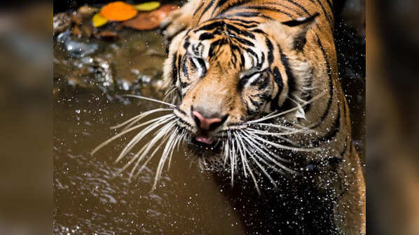 10 mesmerizing pics of tigers that won awards