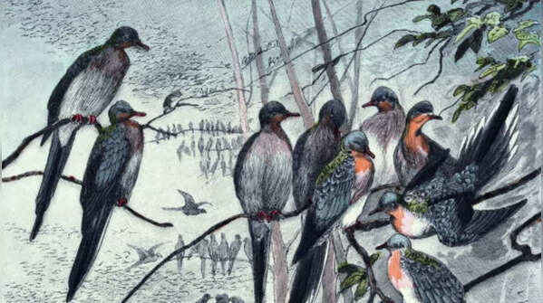 These 10 animals have gone extinct in the past 100 years