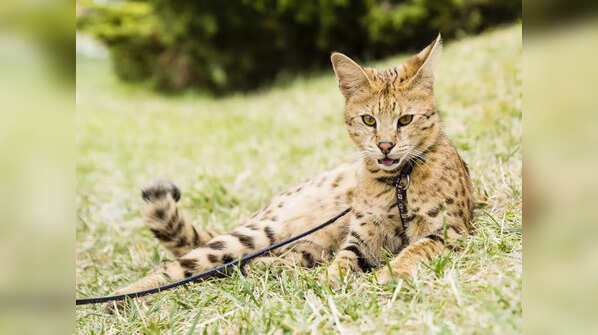 7 hybrid animals that are wonders of nature
