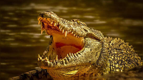 10 largest crocodiles in the world
