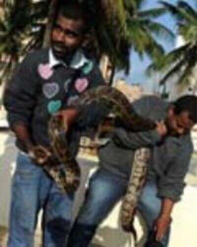 6-foot python found in a parcel box