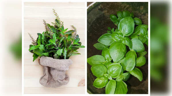 What is the difference between Basil and Holy Basil