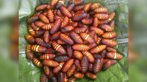 Bizarre foods from Indian states that will surprise you