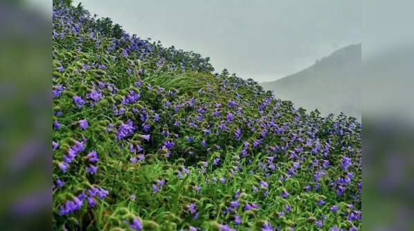 Neelkarunji-the flowers that blossom once in 12 years