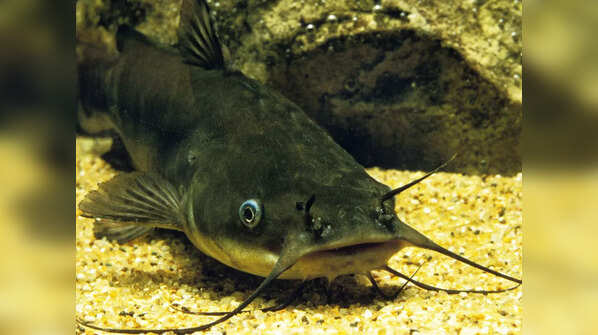 8 fishes that can live without oxygen and how