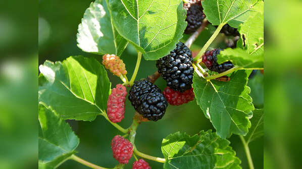 Shahtoot Benefits: It’s the season of Shahtoot! Benefits and uses of ...