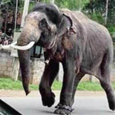 Mutt trades old elephants for new ones from forest dept