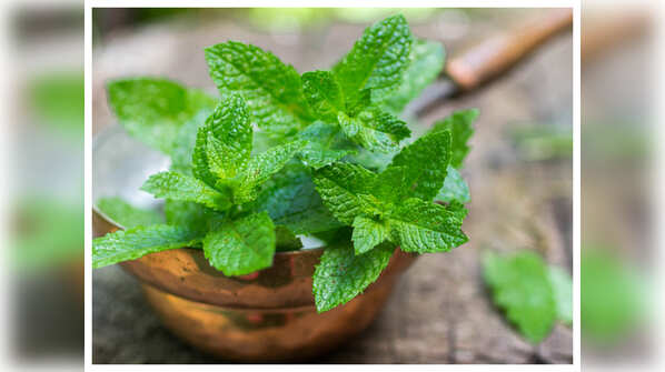 Difference between Mint and Peppermint