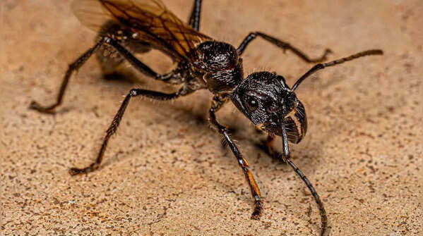 5 most dangerous Ants in the world that no one told you about
