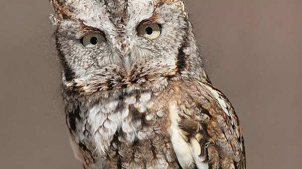 Owl species and their characteristics: From tiny screech-owls to ...
