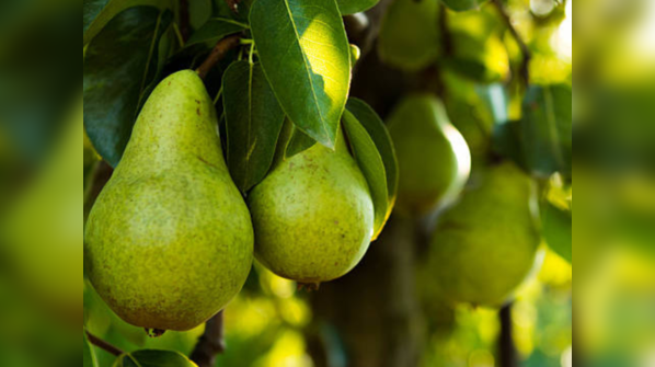 Pears Benefits: 8 reasons to eat pears daily