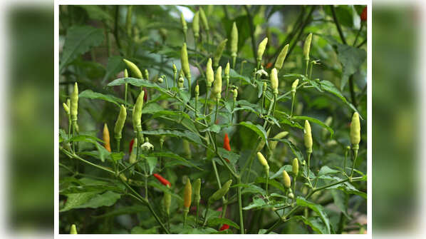 Types of Chillies: 8 varieties of Indian chillies no spice lover should ...