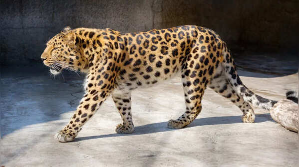 10 interesting facts about leopards you should know