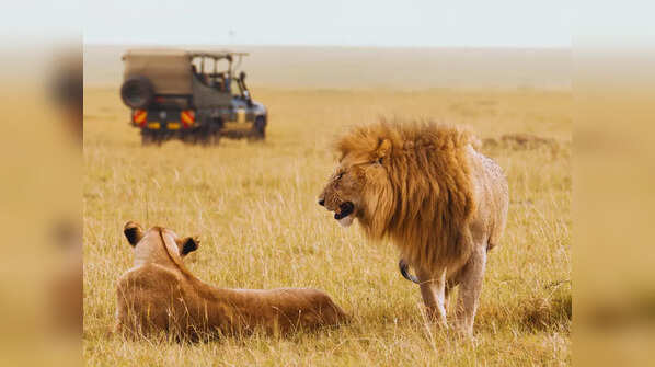 IUCN Green Status assessment: Lion population declining in Africa and India