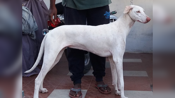 8 amazing Indian dog breeds that everyone should know