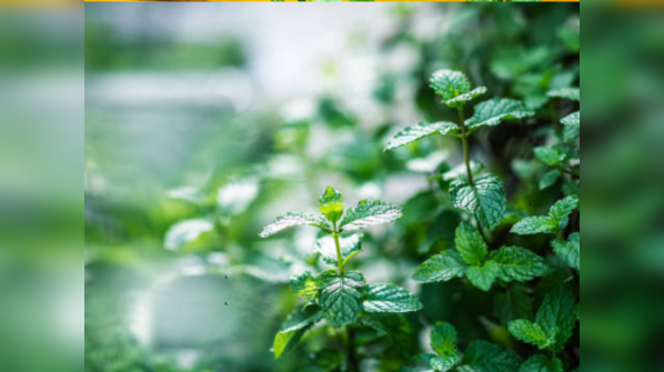 Pudina benefits: 5 medicinal benefits of mint and how to use it in cooking