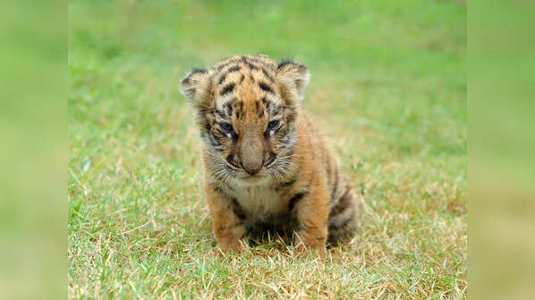 International Tiger Day 2024: Most adorable photos of tiger cubs you ...