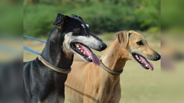 8 amazing Indian dog breeds that everyone should know