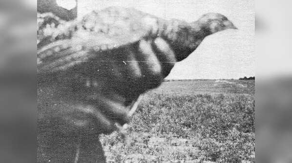 8 haunting images of the last members of animal species that became extinct