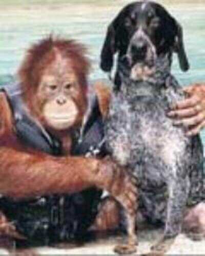 An orangutan with a dog for his best friend!