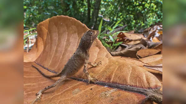 9 rare creatures discovered recently in India
