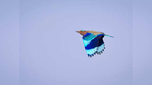 Why seeing a Neelkanth bird on Dussehra is considered auspicious?