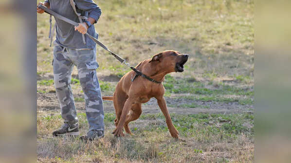 7 dog body languages and what do they mean