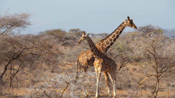 World’s Tallest Animal: Facts about giraffe: Can the world’s tallest ...