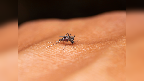 Dengue: First pill for dengue shows result at human challenge trial ...