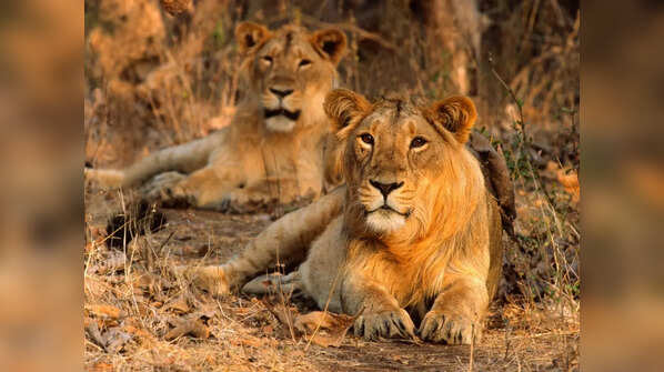 IUCN Green Status assessment: Lion population declining in Africa and India