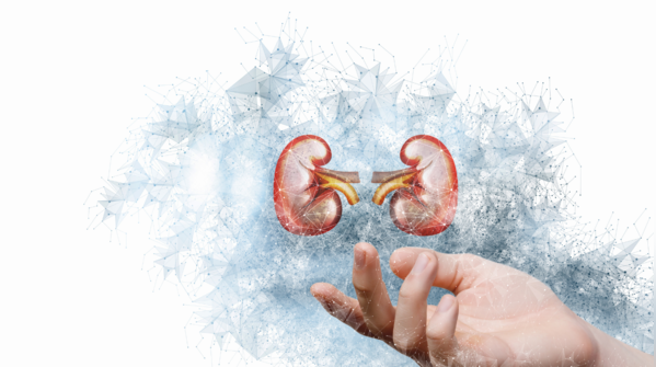5 harmful effects of protein supplements on kidneys