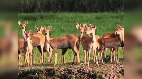 Into the wild: Eco-tourism escapades in Uttar Pradesh