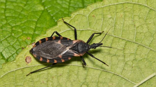 Chagas disease carrier: Kissing bugs spreading in the US; how to ...