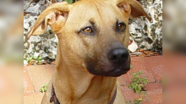 8 amazing Indian dog breeds that everyone should know
