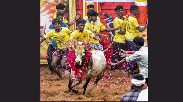 Jallikattu 2025: Tamil Nadu’s iconic bull-taming festival with kicks in ...