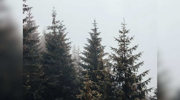 10 types of popular woods and the trees they come from