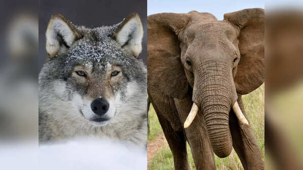 From Wolf to Elephants ; Find your perfect zodiac spirit animal