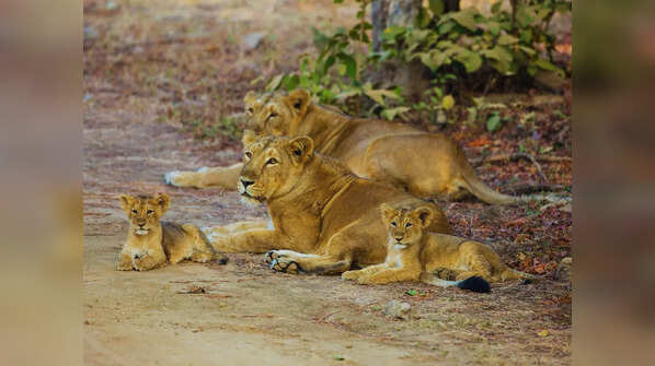 IUCN Green Status assessment: Lion population declining in Africa and India