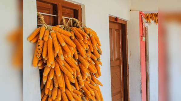 Why is this place called the "Corn Village of India"?