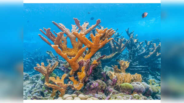 11 types of corals found in seawater and what makes them so stunning