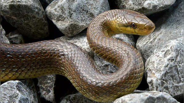 7 snake deities that are worshipped in India and why