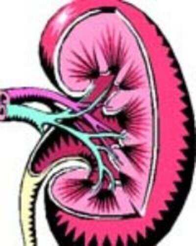 Kidneys '˜grown in lab'