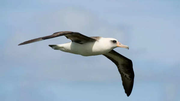10 birds that are sadly extinct now
