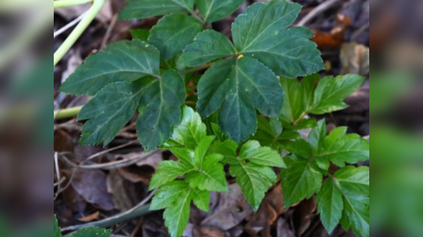 10 Japanese herbs that are used for longevity