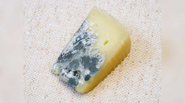 Can you eat mouldy cheese: Why is it safe to eat mouldy blue cheese?