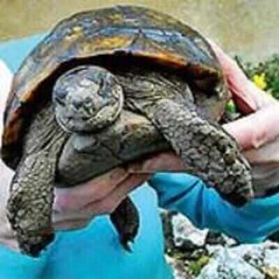 Tortoise cheats death 71 yrs after surviving Nazi bomb