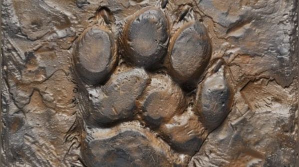 Photos: 35 million-year-old feline footprint found in Telangana forest
