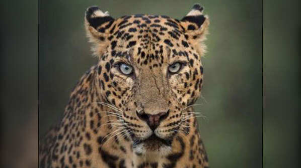 Shaaz Jung: My friend 'Scarface', the leopard warrior of Nagarhole