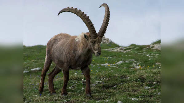 8 rare animals found in Pakistan